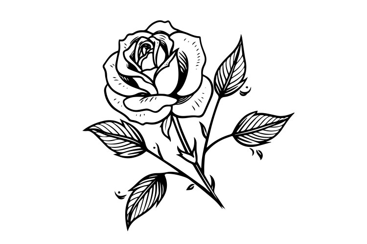 Rose flower hand drawn ink sketch engraving style Vector Image