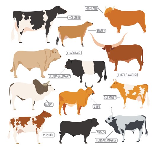 Cattle farming infographic template cow bull calf Vector Image