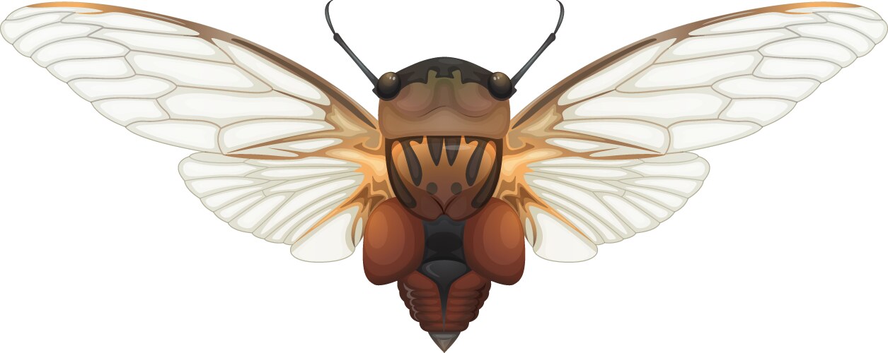 Cicadidae insect color sketch Royalty Free Vector Image