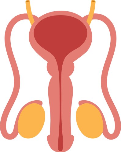 Testicle Cartoon Testis Vector Images (56)