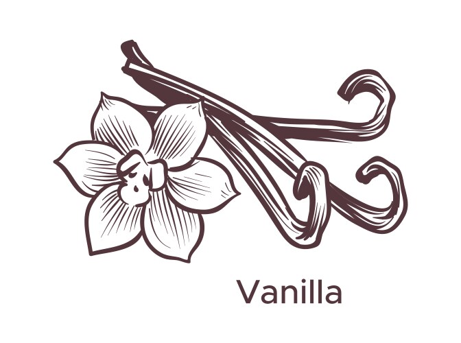 Vanilla collection hand draw vintage clip art Vector Image