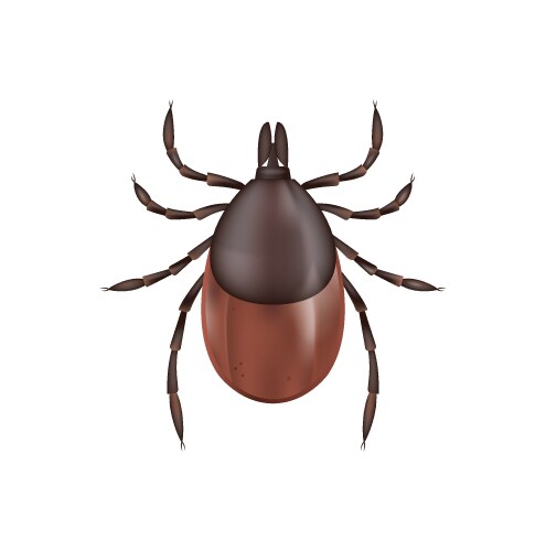 Tick Vector Images (over 120,000)