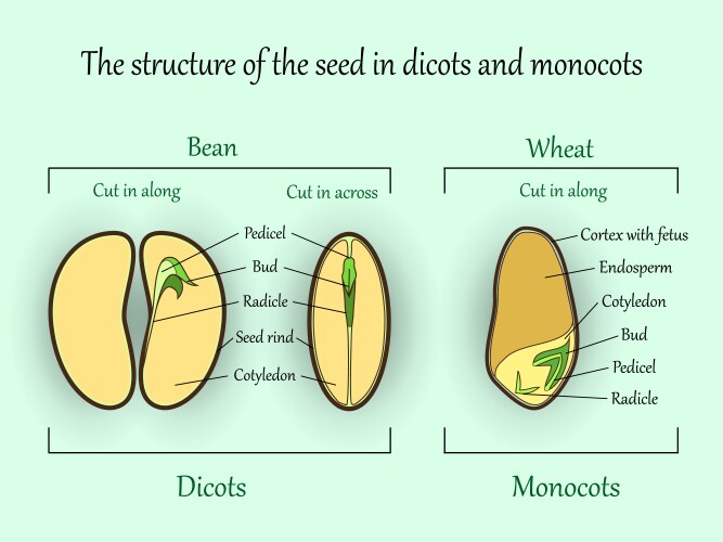 Bean Seed Structure Vector Images (over 270)