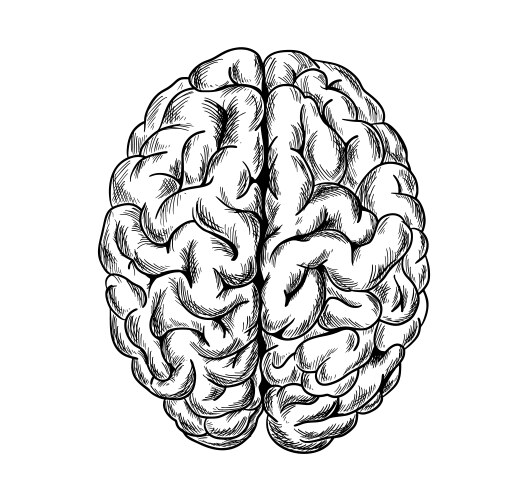 Human brain cartoon Royalty Free Vector Image - VectorStock