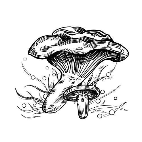 Mushroom slice Royalty Free Vector Image - VectorStock