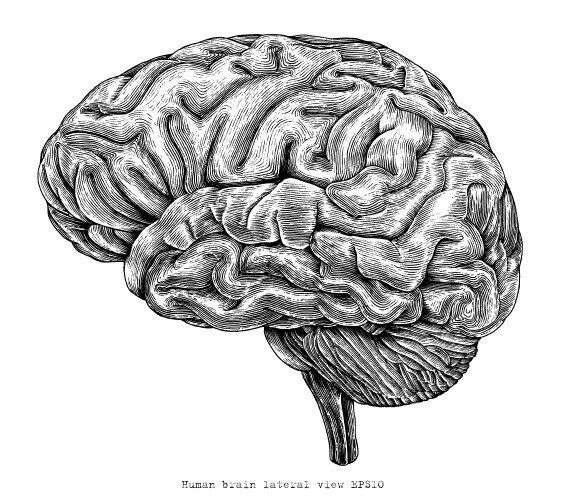 Human cerebrum top view hand draw engraving Vector Image