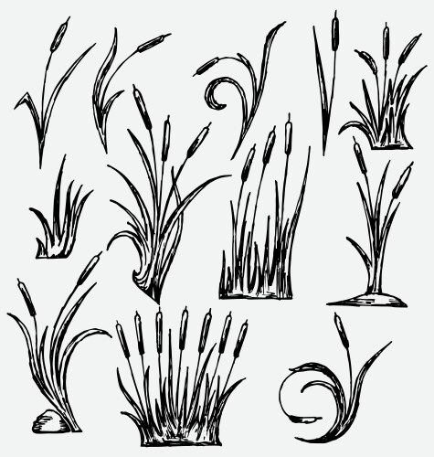 Reed Royalty Free Vector Image - VectorStock