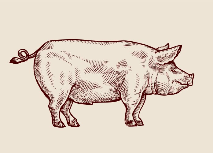 Pig Vector Images (over 98,000)