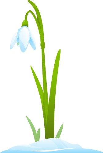 Snowdrop Vector Images (over 4,500)