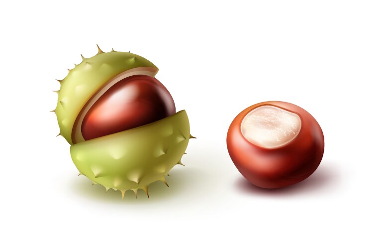 Chestnut cartoon Royalty Free Vector Image - VectorStock
