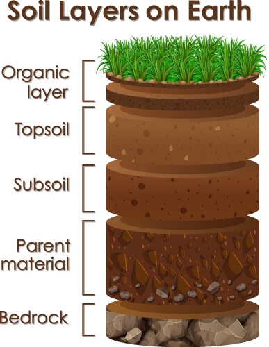 Soil Layers Diagram - Earth Science – Royalty-Free Vector | VectorStock