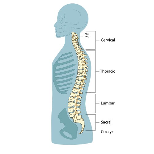 Human Spinal Column Anatomy Diagram – Royalty-Free Vector | VectorStock