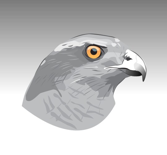 Hawk Vector Images (over 38,000)