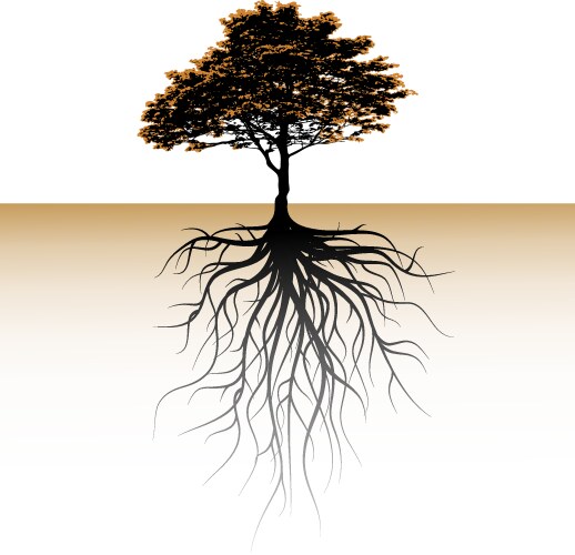 Tree Roots Vector Images (over 20,000)