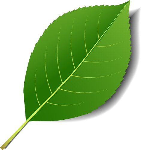 Leaf Vector Images (over 2.1 million)