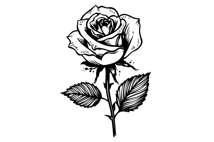 Rose flower hand drawn ink sketch engraving style Vector Image