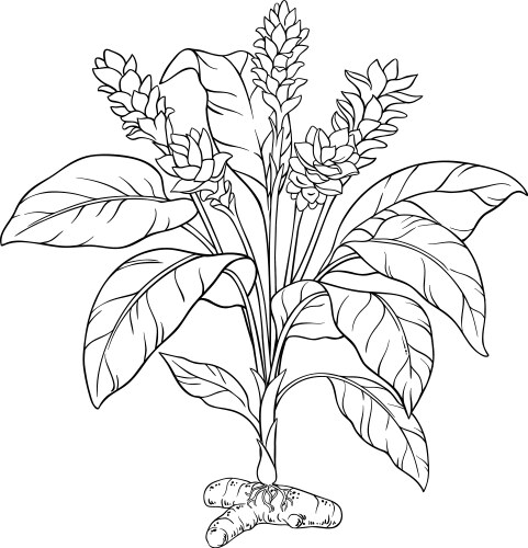 Root Outline Vector Images (over 19,000)