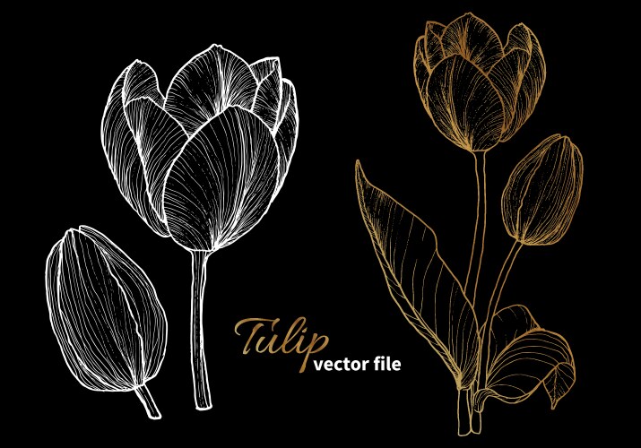Tulip Line Art Vector Images (over 11,000)