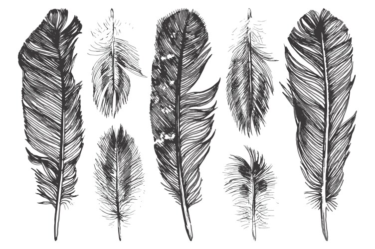 Watercolor feathers Royalty Free Vector Image - VectorStock