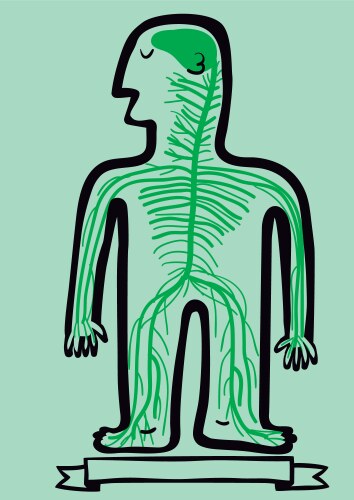 Nervous System Cartoon Vector Images (over 1,000)