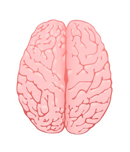 Pink brain vertical view Royalty Free Vector Image