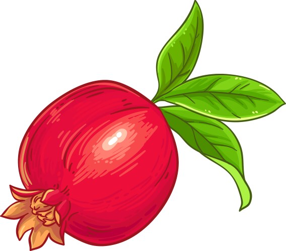 Pomegranate with leaves fresh fruit drawing Vector Image