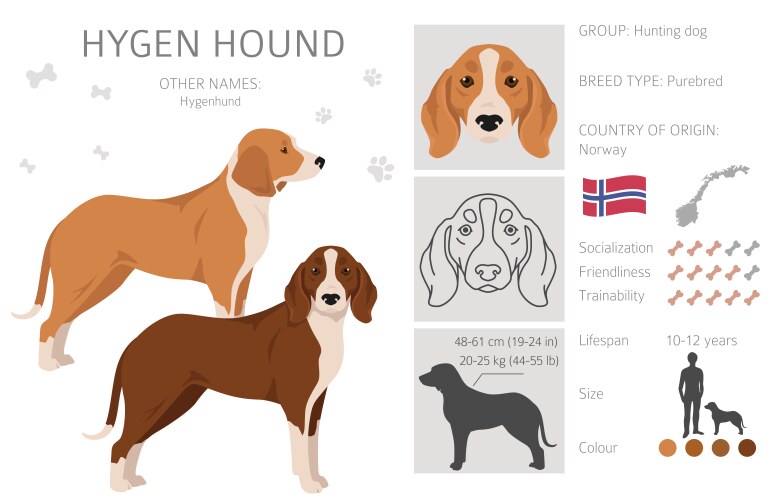 Hygen hound clipart different poses coat colors Vector Image