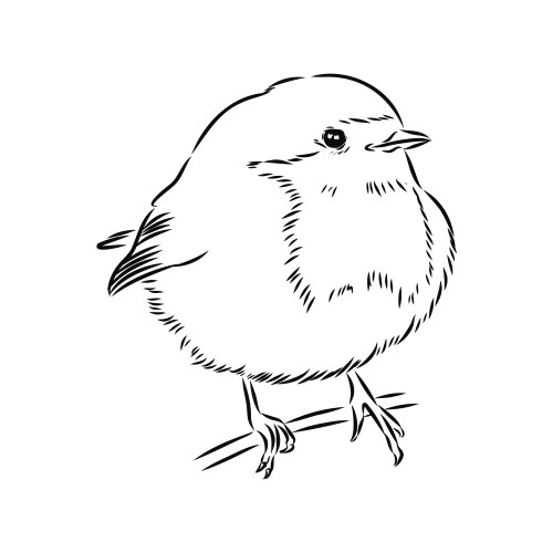 Bird Outline Drawing Vector Images (over 51,000)