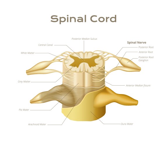 Anatomy of lumbar vertebrae upper side view Vector Image