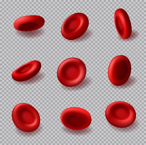 Red blood cells Royalty Free Vector Image - VectorStock
