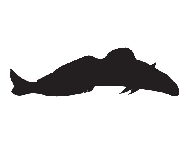 King george whiting fish silhouette art Royalty Free Vector