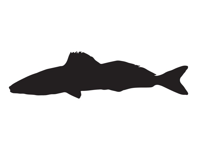King george whiting fish silhouette art Royalty Free Vector