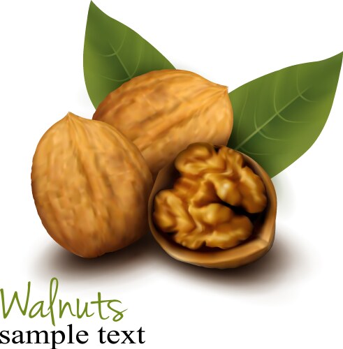 Colourful walnut icon isolated on background Vector Image