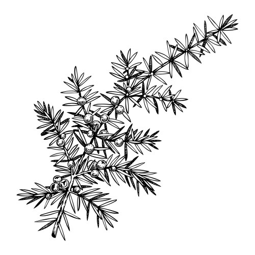 Juniper sketch winter plant drawing evergreen Vector Image