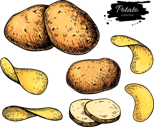 Realistic detailed 3d whole potatoes and slices Vector Image