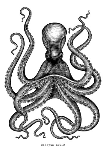 Octopus hand drawing vintage engraving on white Vector Image