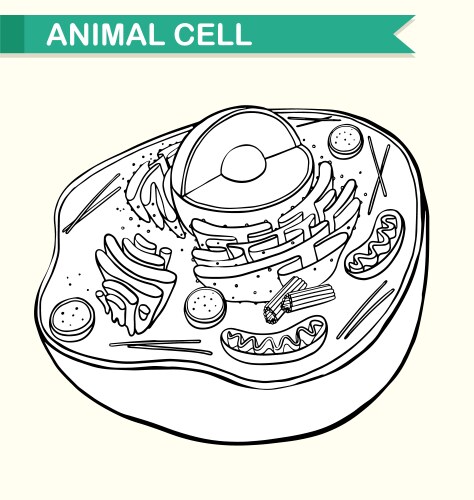 Diagram showing anatomy of animal cell Royalty Free Vector