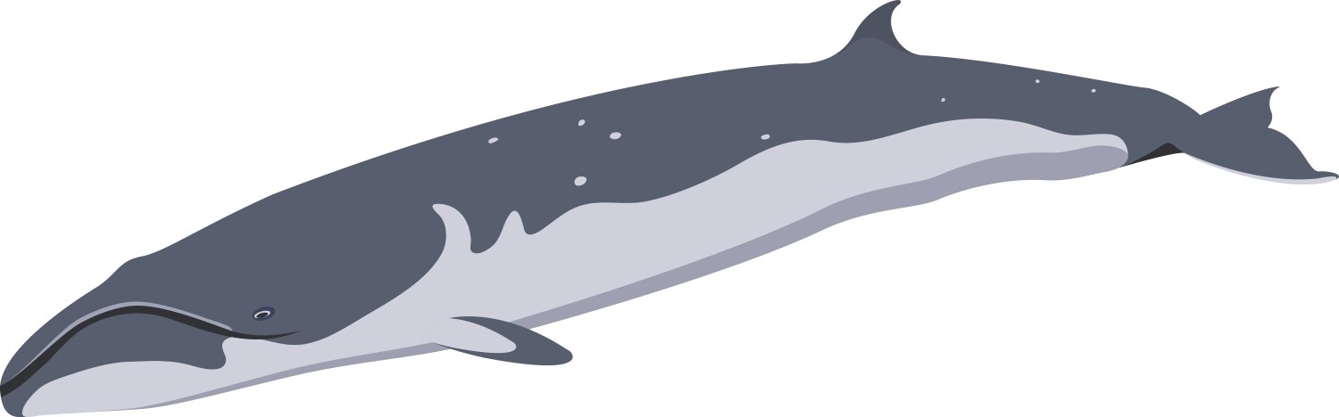 Polar whale icon cartoon arctic animal Royalty Free Vector