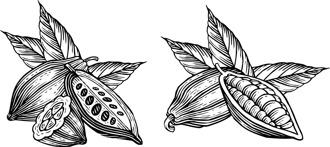 Cocoa Vector Images (over 50,000)
