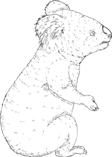 Koala Outline Vector Images (over 2,200)