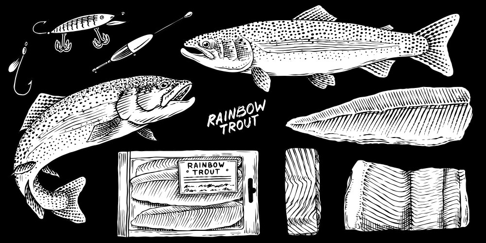 Trout Vector Images (over 13,000)