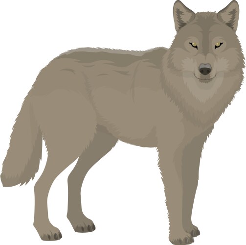Wolf Cartoon Vector Images (over 23,000)