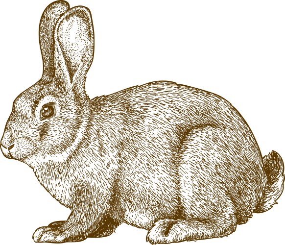 Rabbit Vector Images (over 200,000)