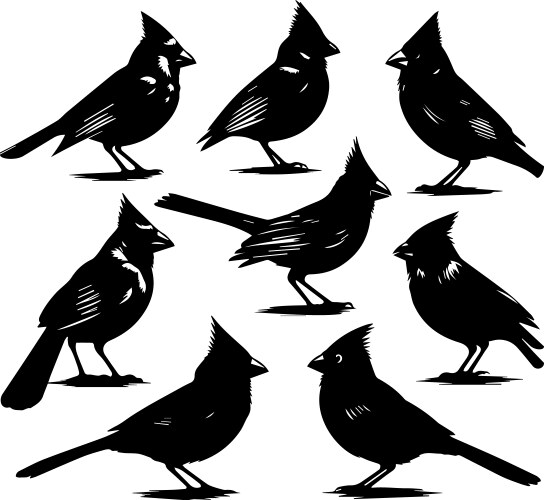 Black White Cardinal Vector Images (over 2,000)