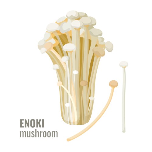 Enoki mushrooms Royalty Free Vector Image - VectorStock