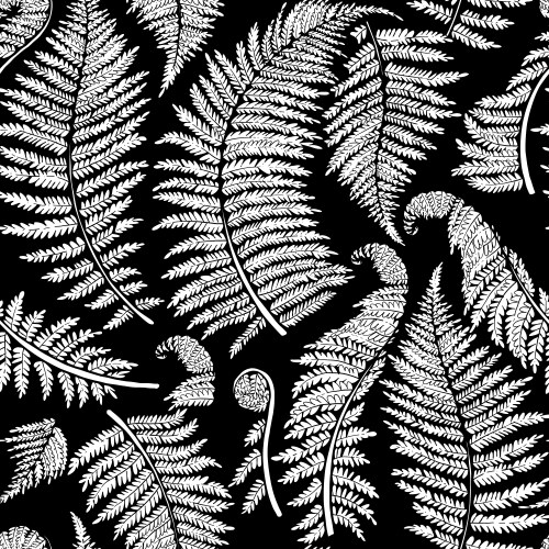 Silver Fern Vector Images (over 9,300)