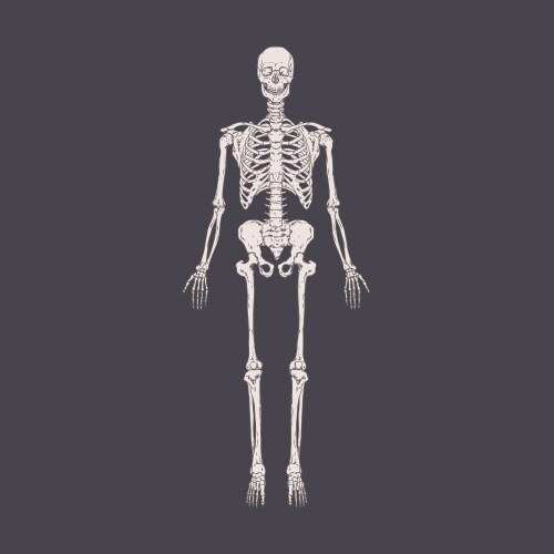 Human skeleton x-ray detailed radiology full-body Vector Image