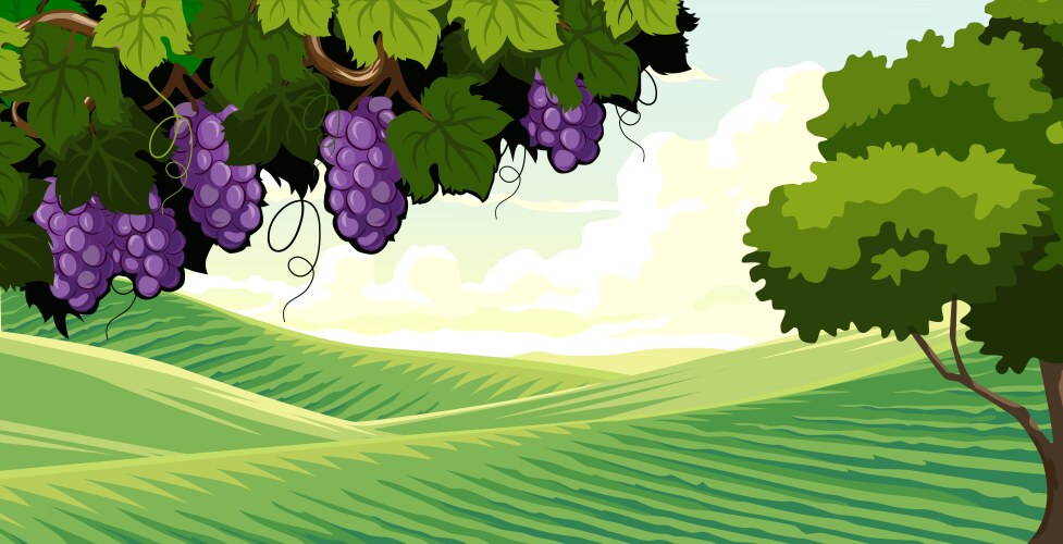 Vineyard Vector Images (over 26,000)