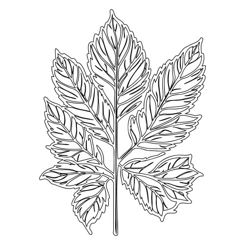 Chestnut leaf floral outline sketch Royalty Free Vector