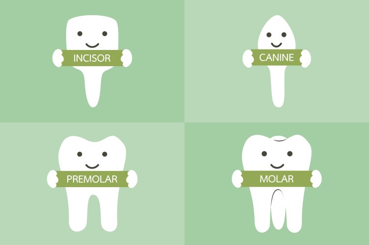 Canine Molar Incisor Vector Images (over 170)